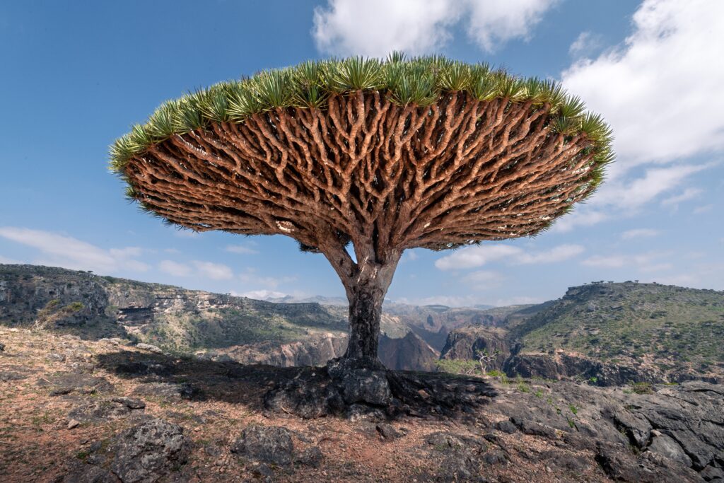 Ilha de Socotra: Um Paraíso Exótico de Flora e Fauna Únicas - Viajar Sozinho