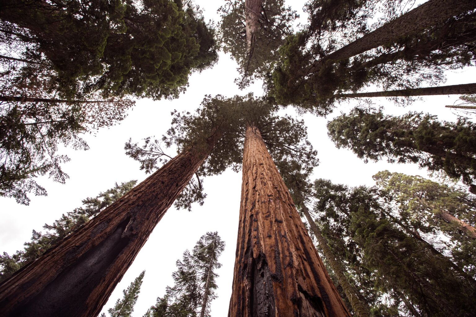 Parque Nacional da Sequoia: Descubra as Gigantes da Natureza - Viajar ...