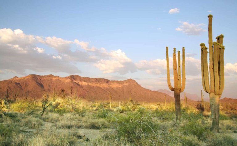 deserto de sonora: O Refúgio Sob o Sol Escaldante da Terra! - Viajar ...